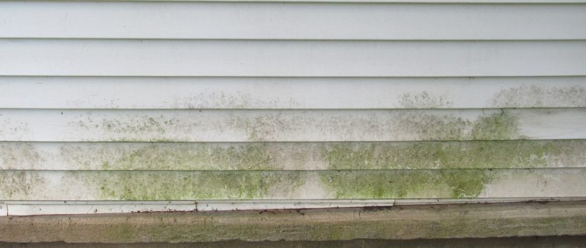 Easy Ways to Prevent Mold From Forming on Your Siding | Blog